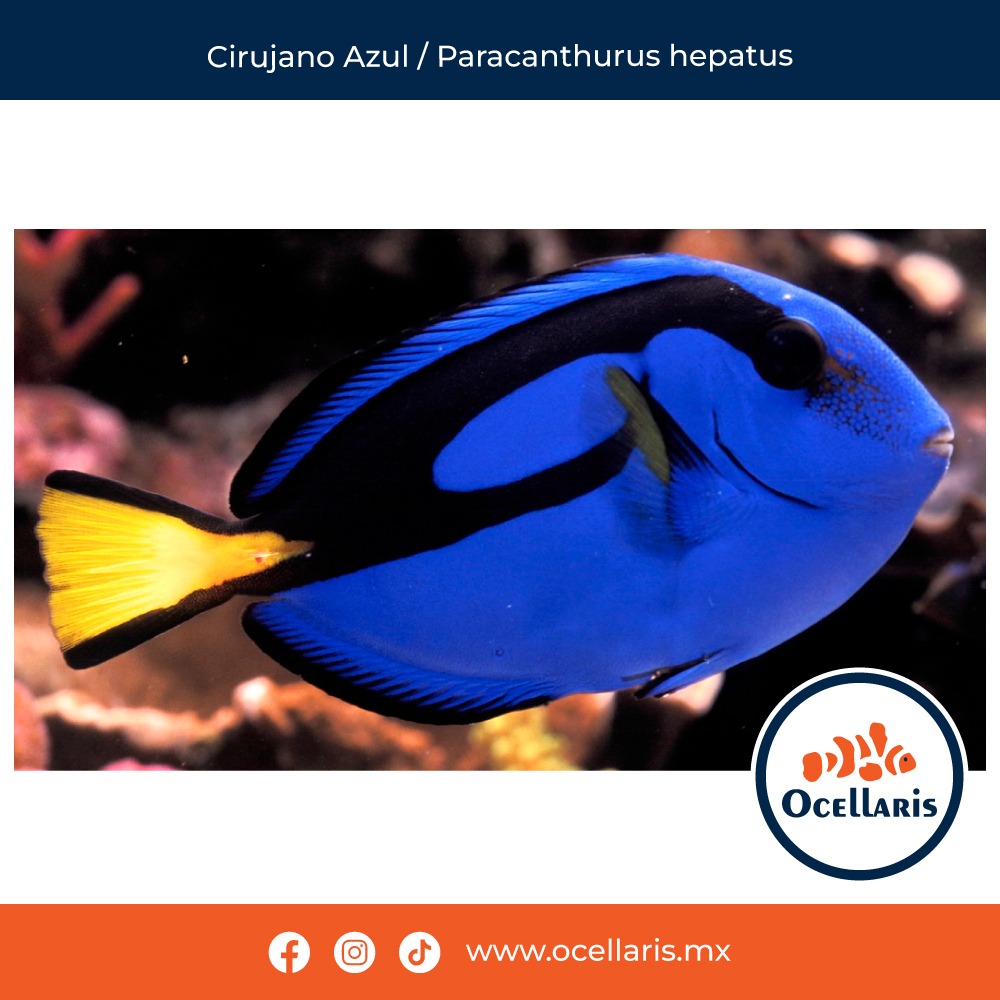 Cirujano Azul / Paracanthurus hepatus - Ocellaris